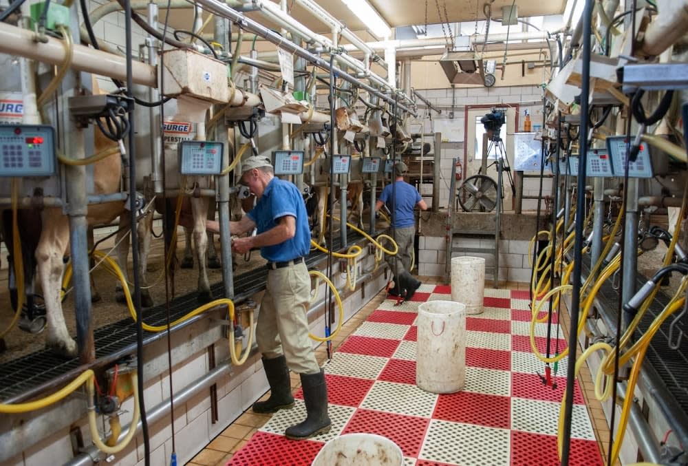 RTD Sensors in Dairy Processing | RS Australia